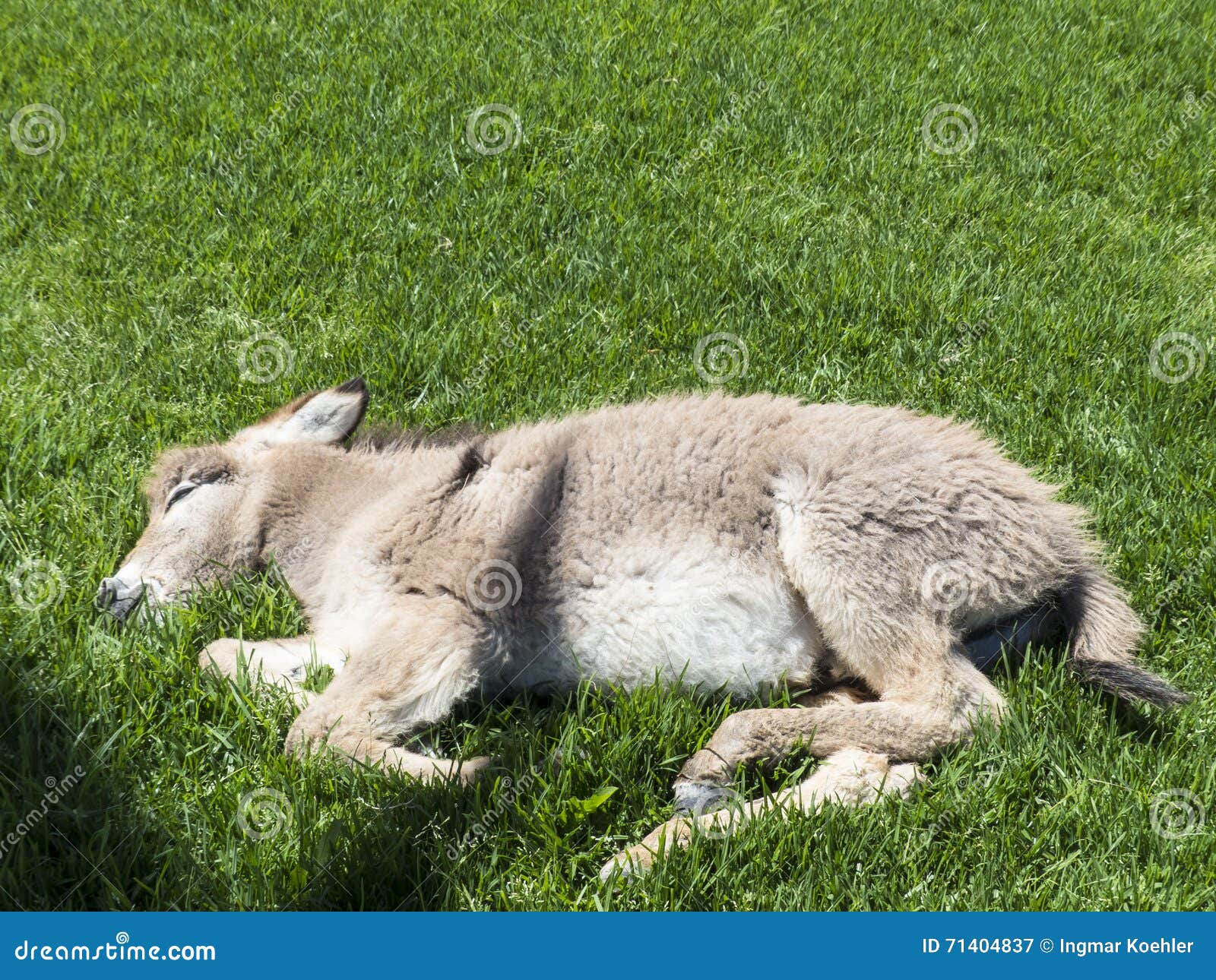 Donkey Puppy Sleeping in Grass. Stock Image - Image of sleeping, lying ...