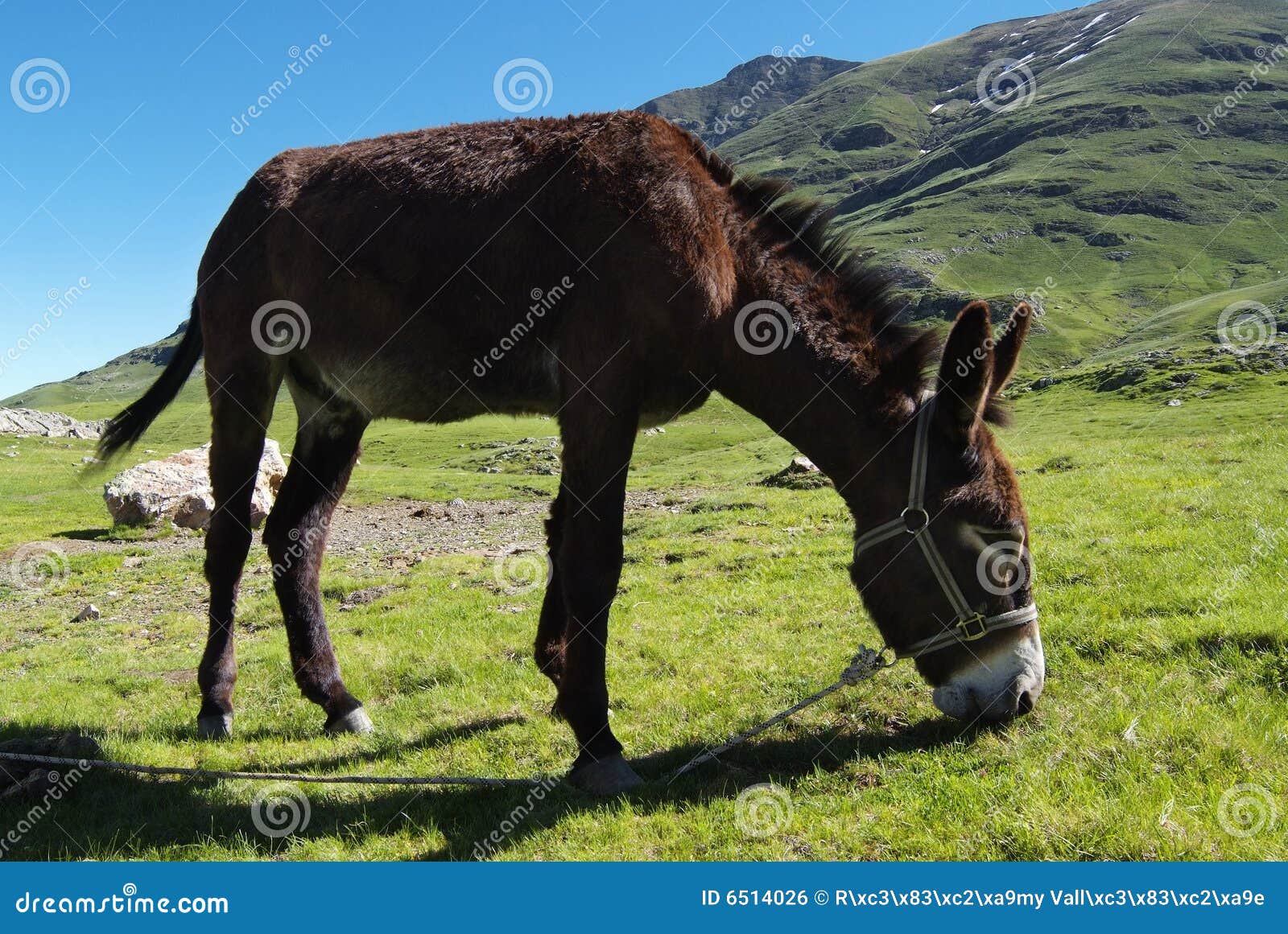 Donkey of pyrenees stock photo. Image of donkey, pyrenees - 6514026