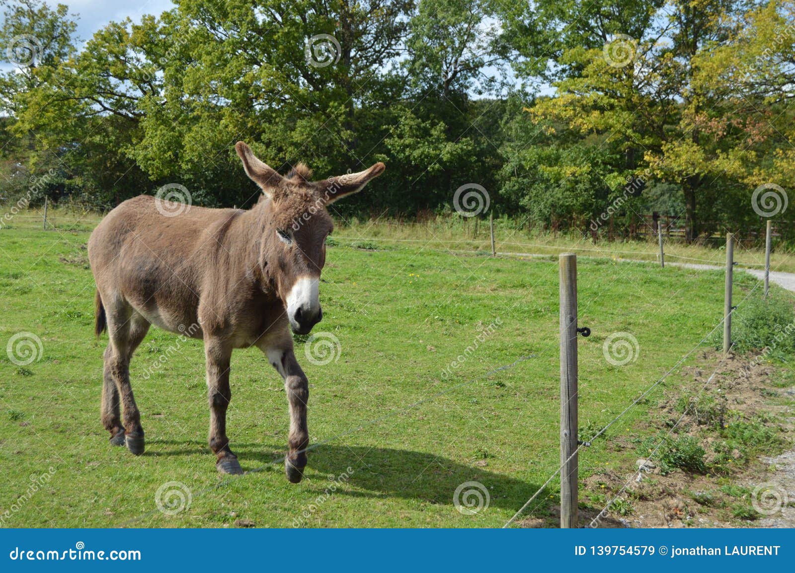 A donkey ranch in europe stock image. Image of fence - 139754579