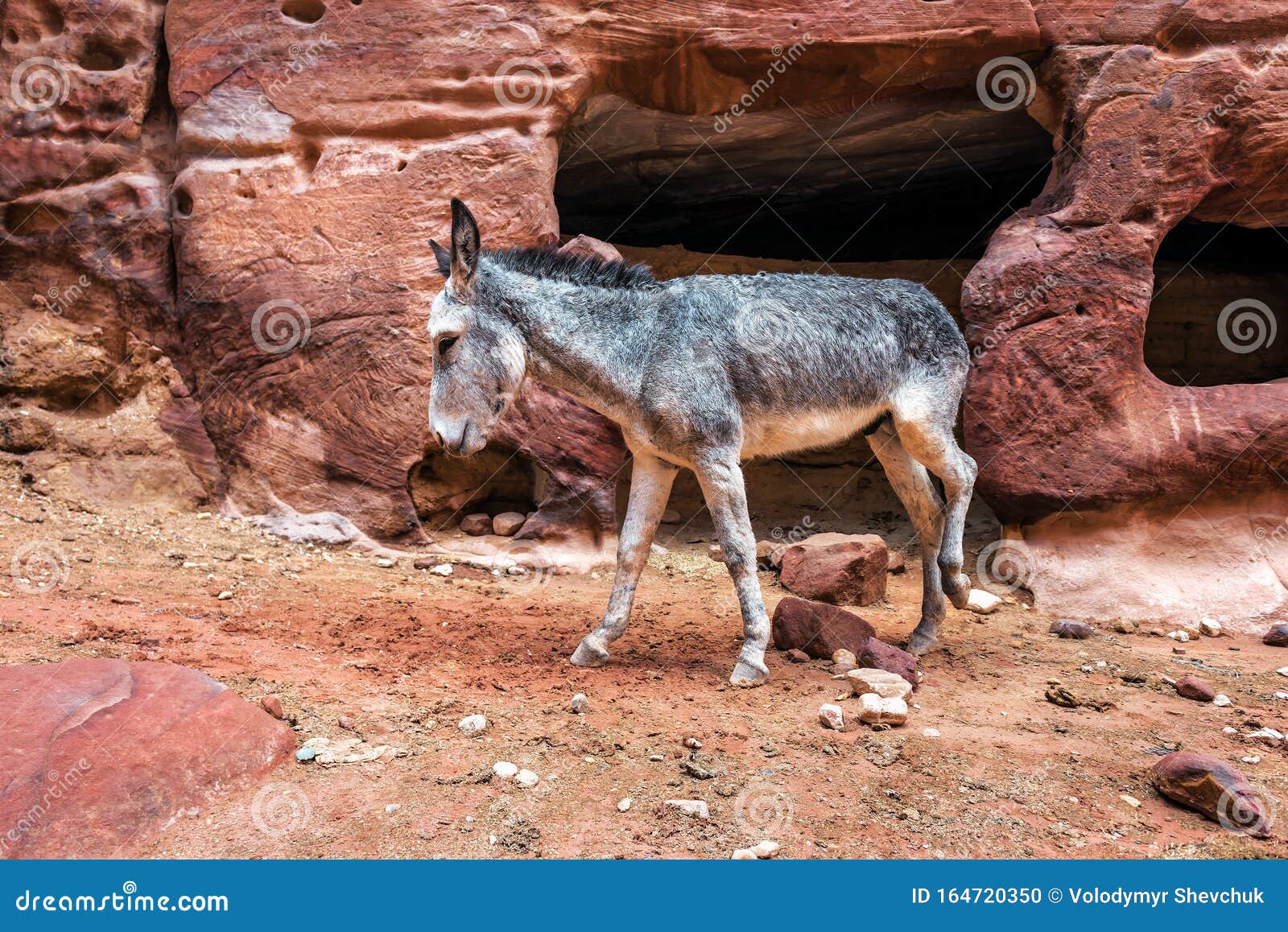 Donkey among the red rocks stock photo. Image of portrait - 164720350