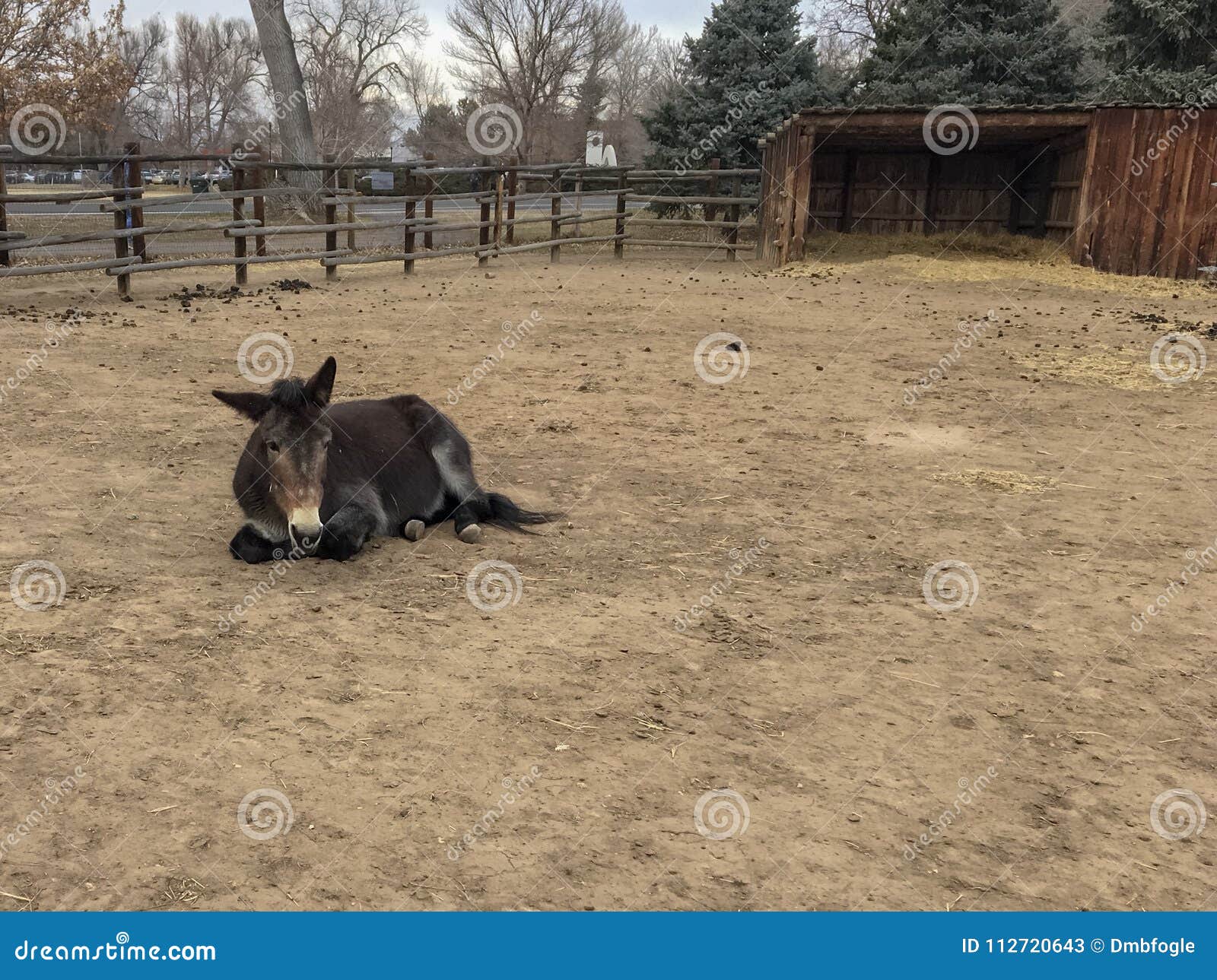 Donkey relaxing stock image. Image of straw, relaxing - 112720643