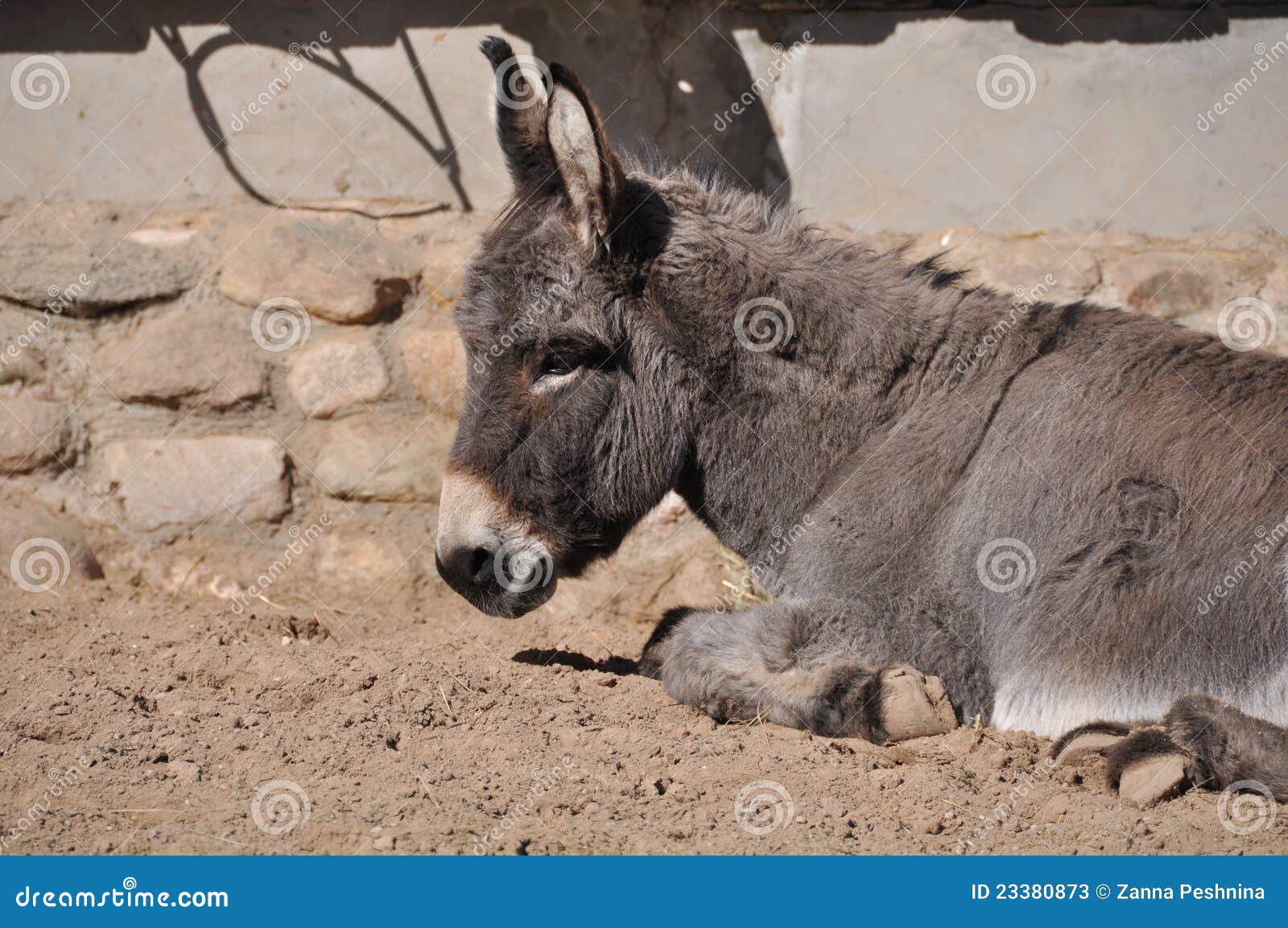 Donkey resting stock image. Image of transport, burro - 23380873