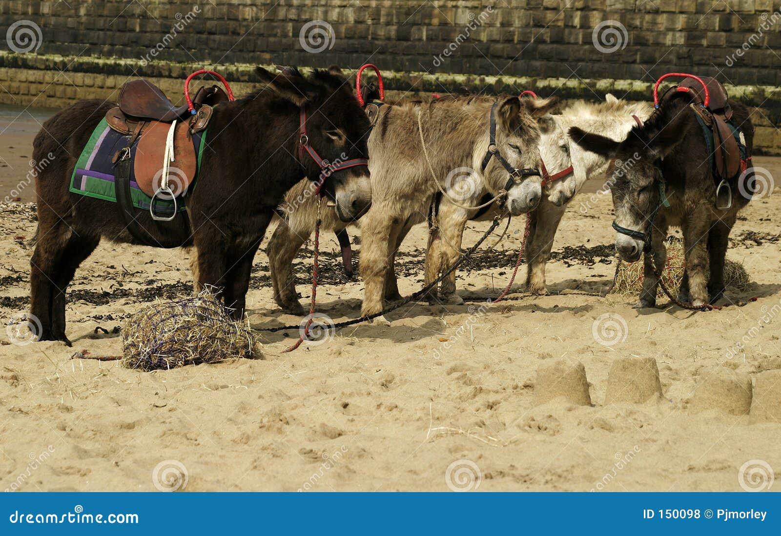 Donkey Ride stock photo. Image of england, beach, donkeys - 150098