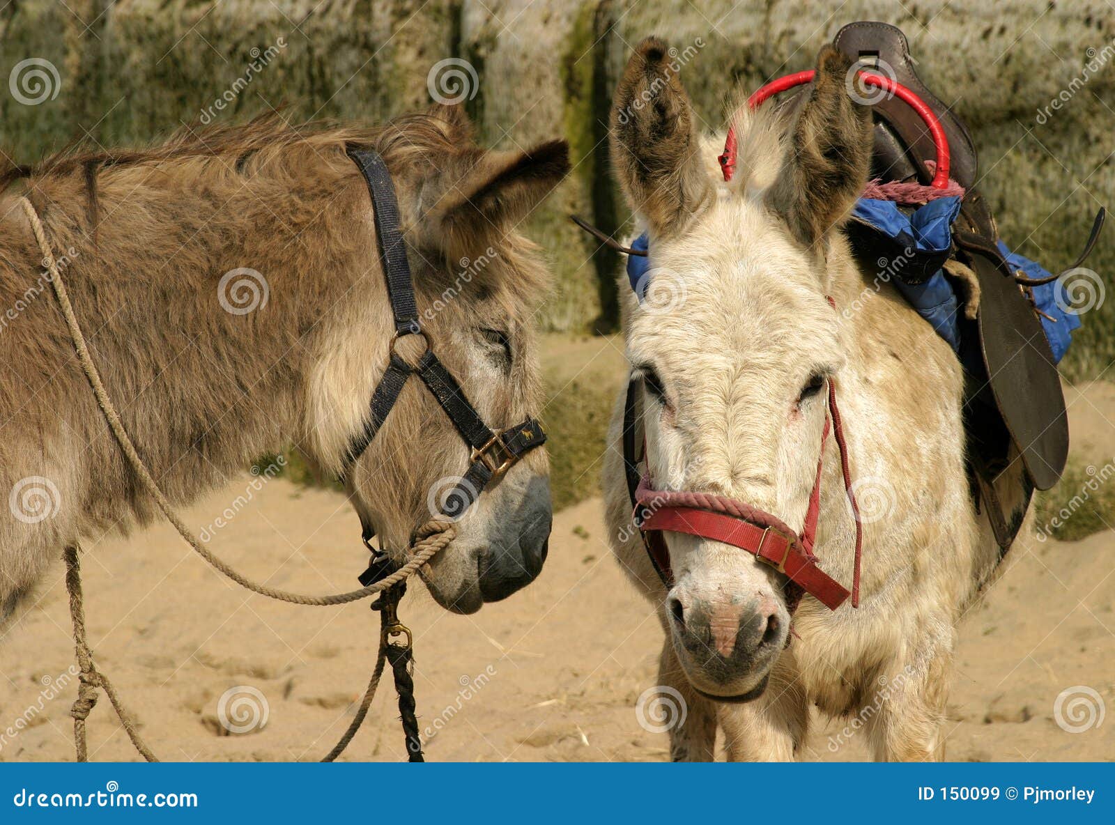 Donkey Ride stock image. Image of england, beach, brown - 150099