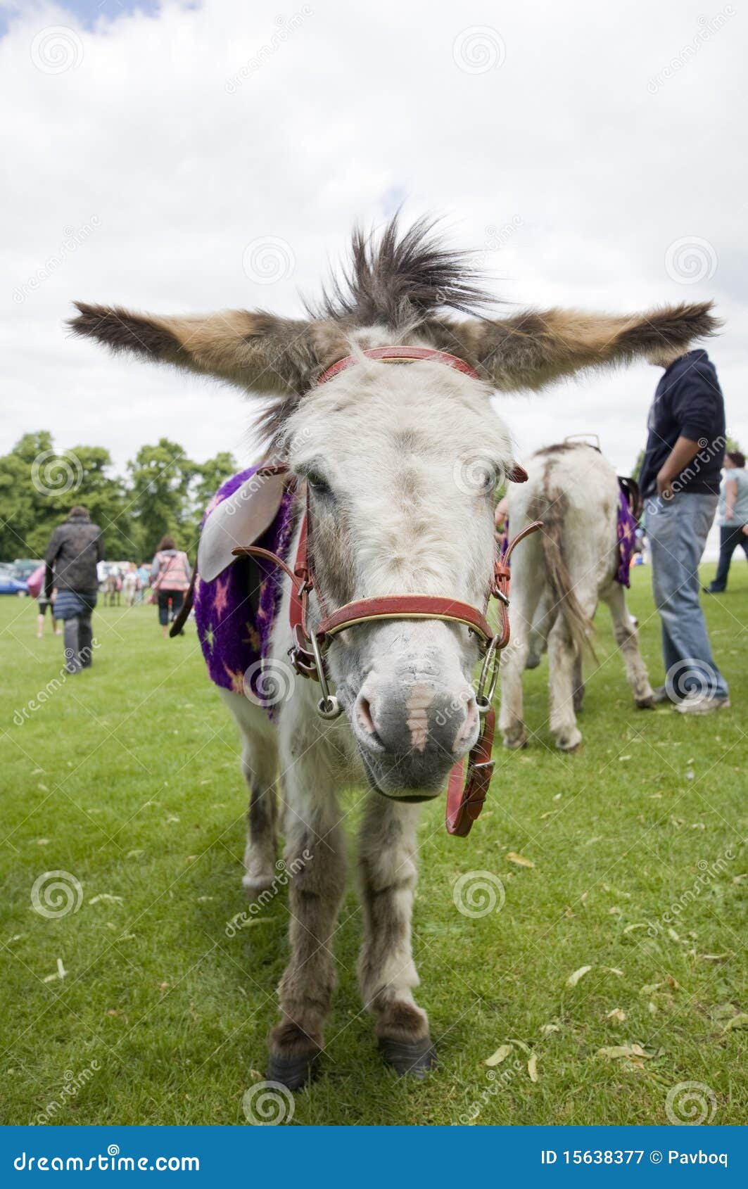 Donkey ride stock image. Image of grass, entertainment - 15638377