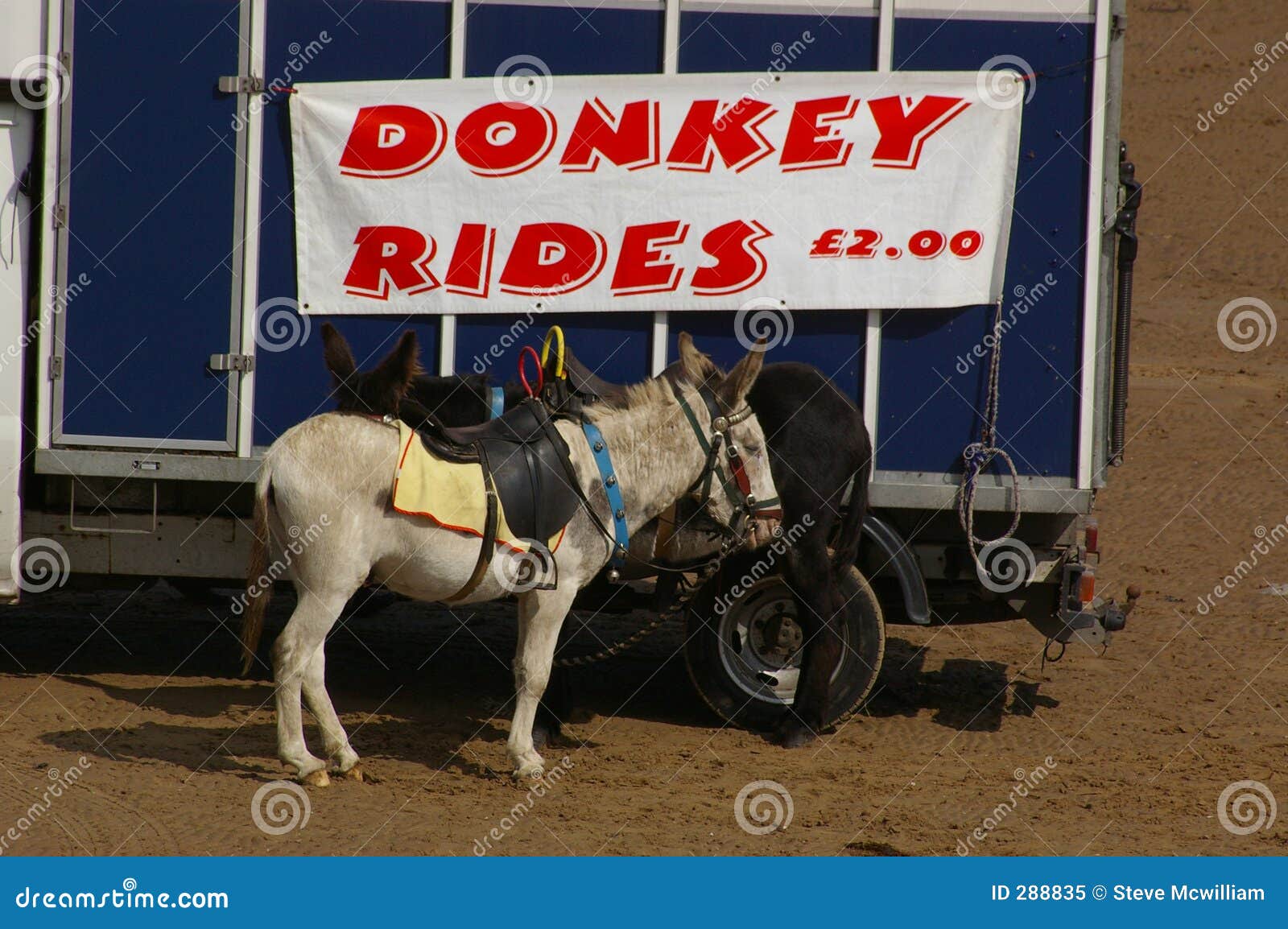 Donkey Rides 02 stock image. Image of sand, animal, vacation - 288835
