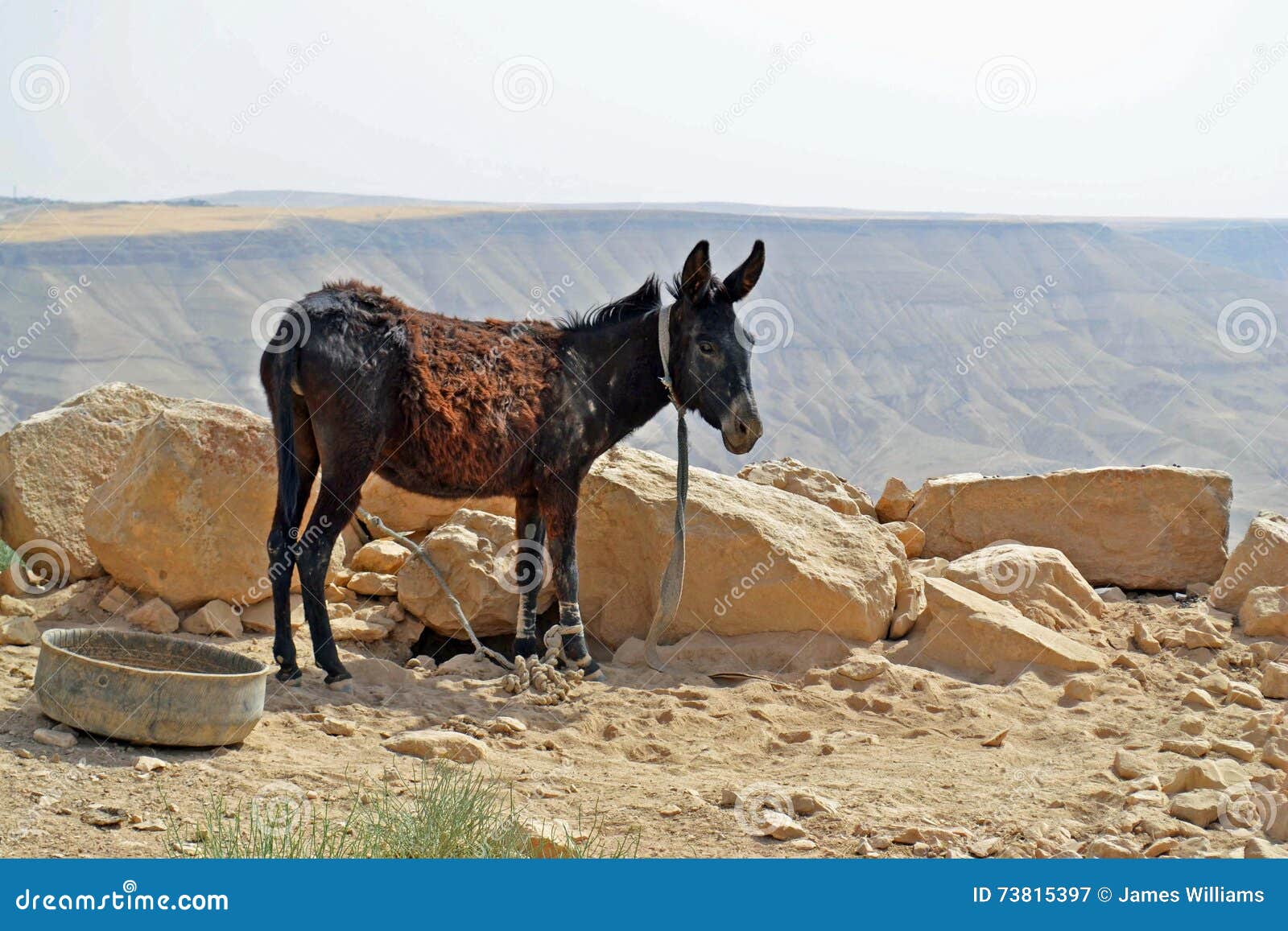 Donkey on the Ridge stock image. Image of donkey, large - 73815397