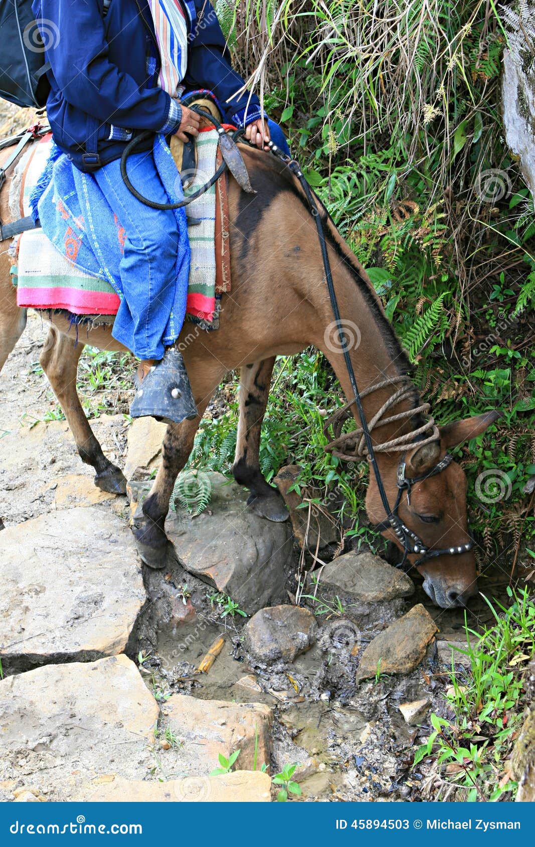 Donkey Riding stock image. Image of tourism, countryside - 45894503