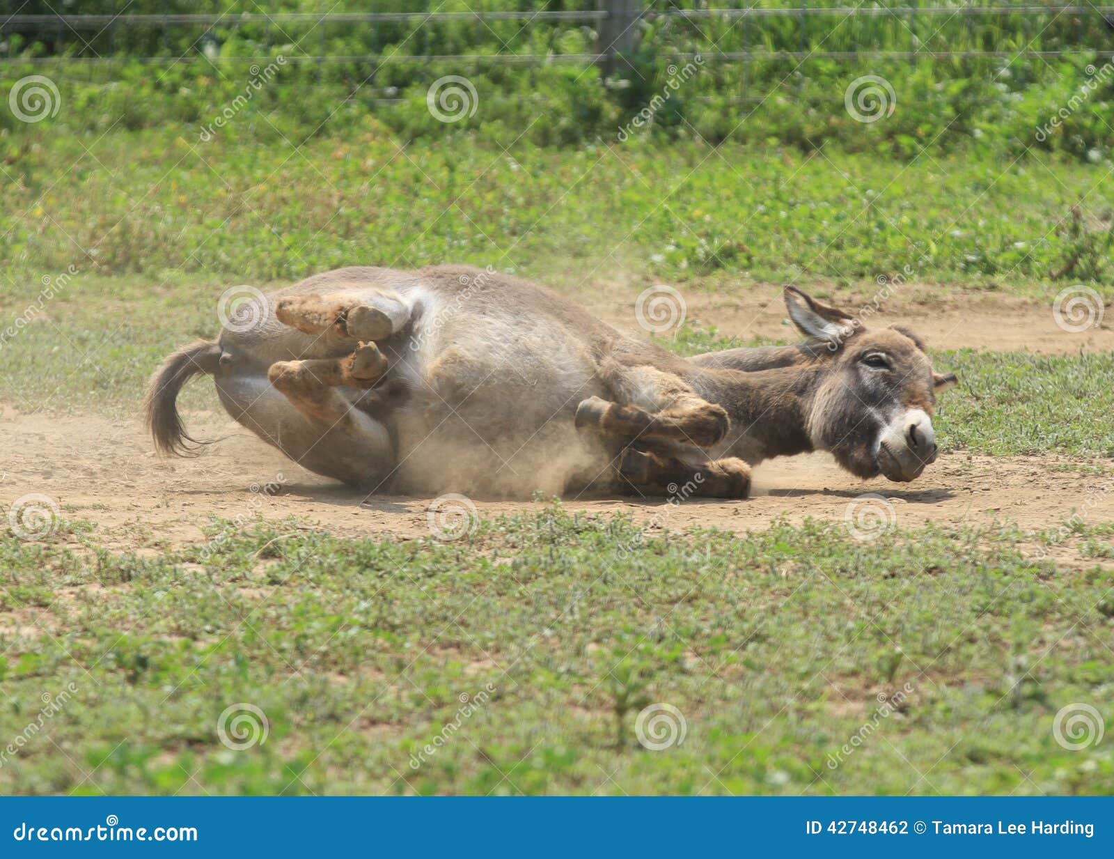 Donkey rolling in the dirt stock photo. Image of comic - 42748462