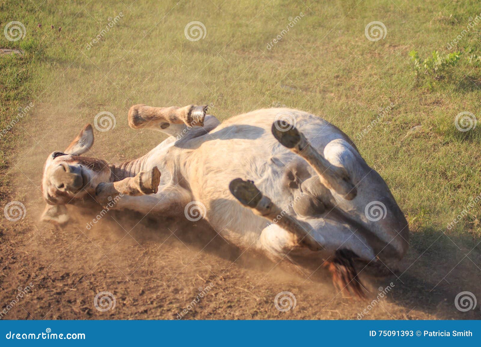 Donkey rolls on his back stock image. Image of humorous - 75091393