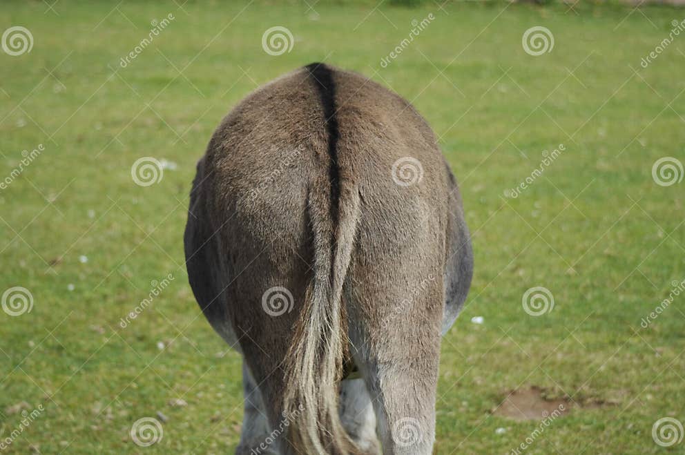 Donkey s stock photo. Image of four, green, devon, sanctuary - 1307388