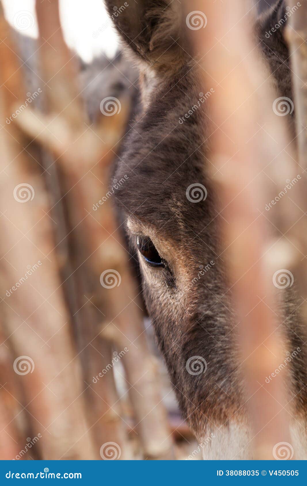 Donkey s eye stock image. Image of asia, hiking, trekking - 38088035
