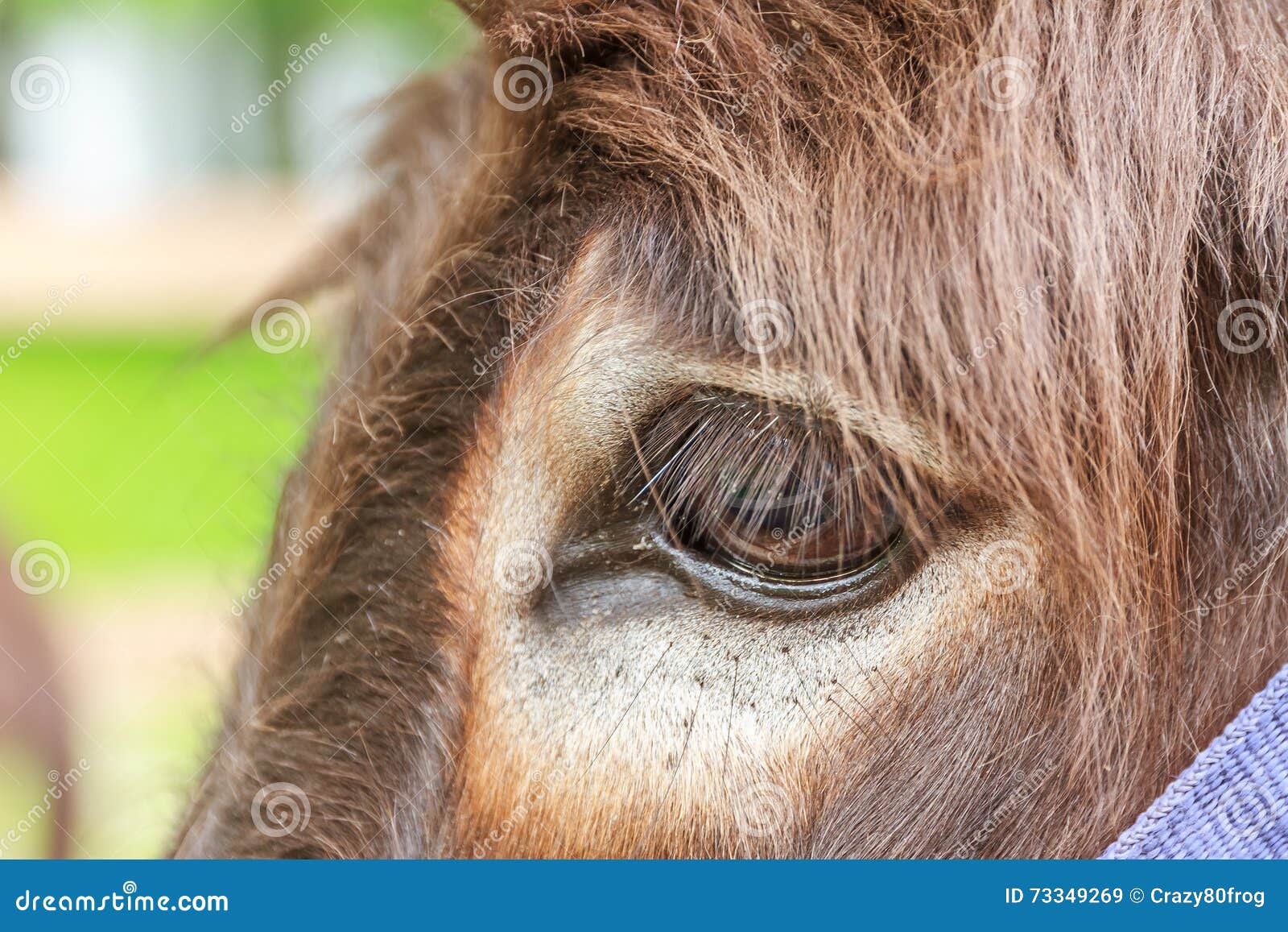 Donkey s eye stock image. Image of foal, domesticated - 73349269