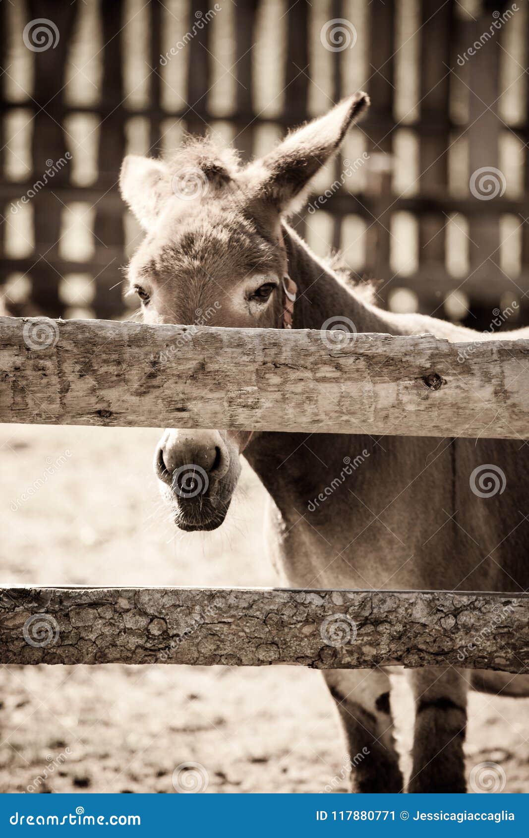 Donkey's Back Stock Photos - Free & Royalty-Free Stock Photos from ...