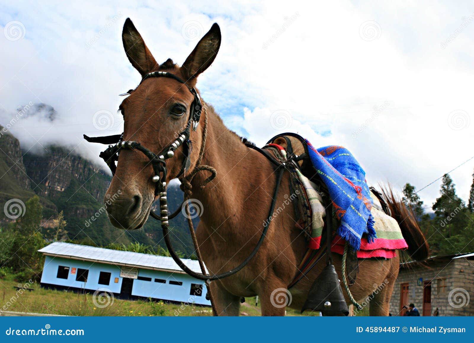 Donkey with Saddle stock image. Image of horse, saddle - 45894487