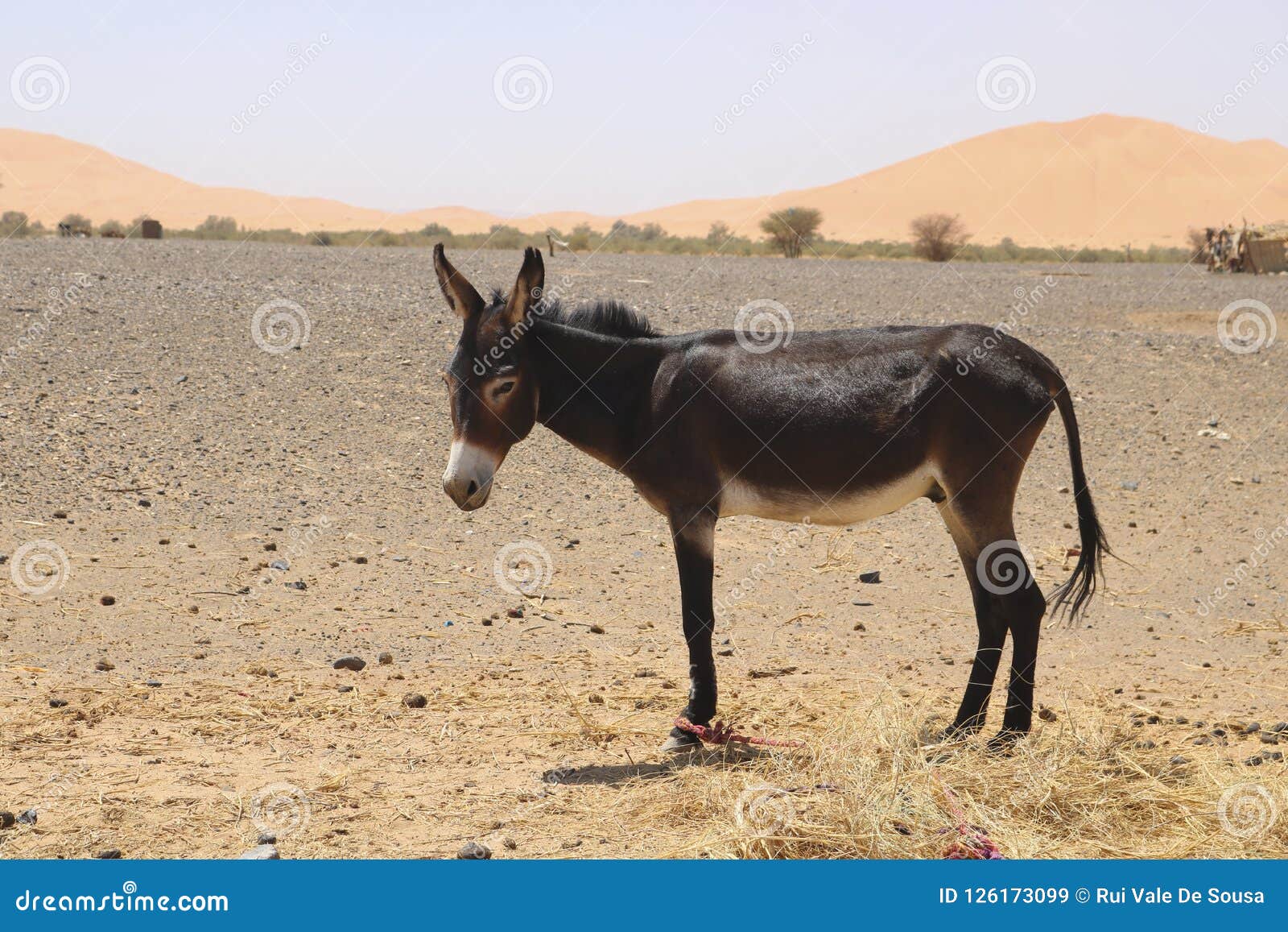 Donkey stock image. Image of rural, outdoor, solitude - 126173099