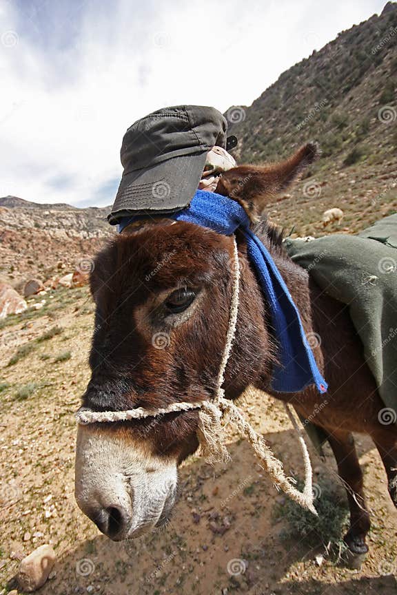 Donkey with Scarf and a Hat Stock Image - Image of desert, nature: 39631079
