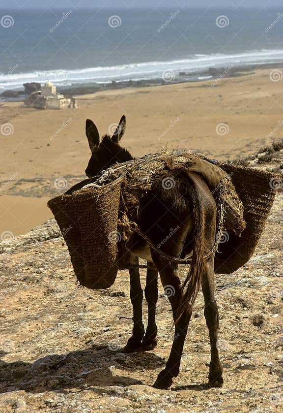 Donkey and sea stock image. Image of rock, beach, donkey - 1909653