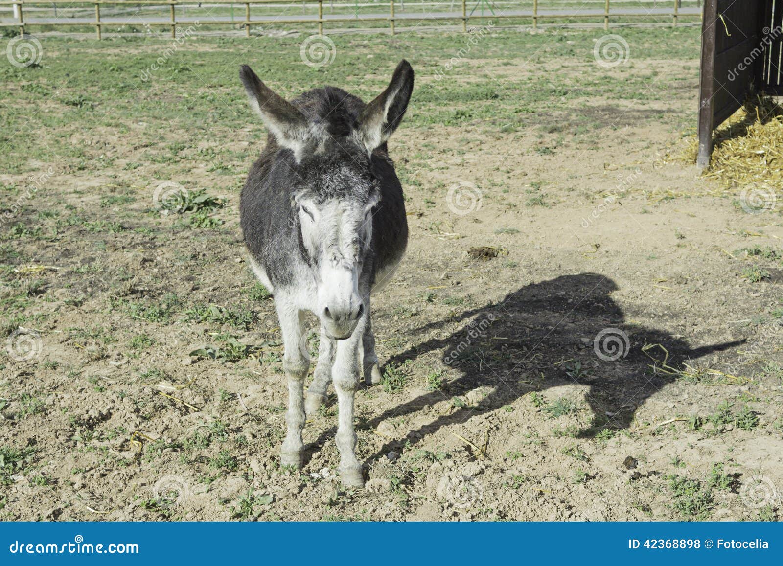 Donkey shady stock photo. Image of floors, exploration - 42368898