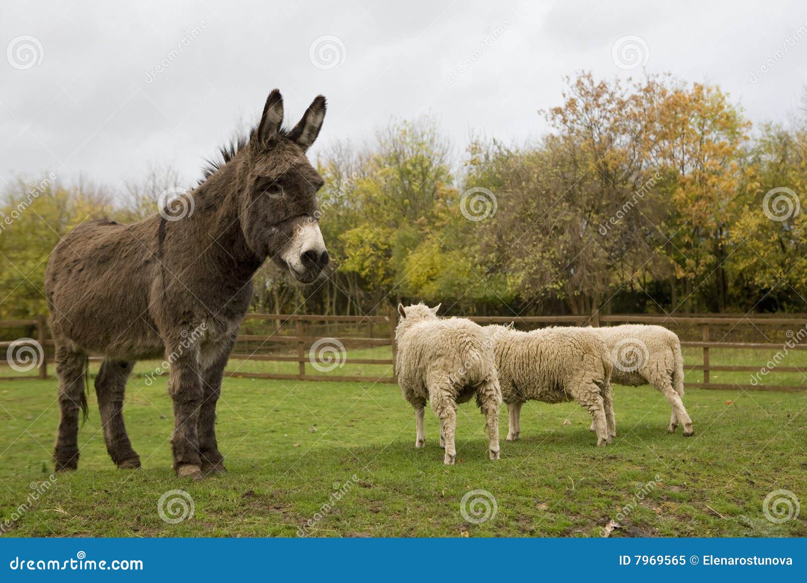 Donkey and Sheeps. Local Farm Stock Image - Image of season, farm: 7969565