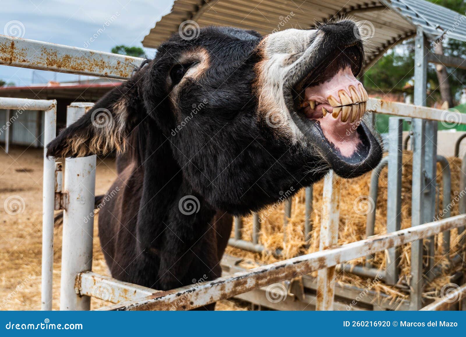 A donkey showing its teeth stock photo. Image of spain - 260216920