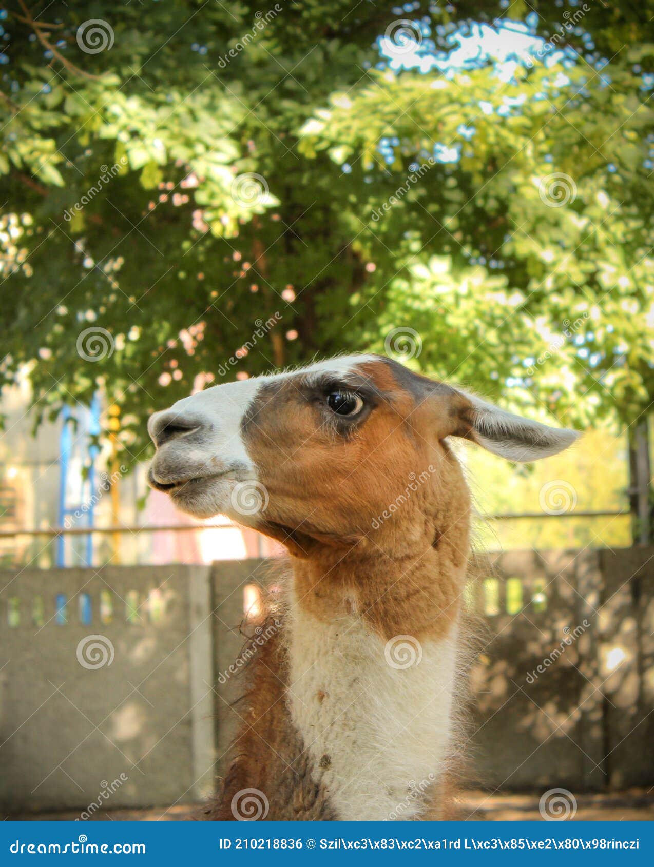 Donkey from Side View in the Zoo. Editorial Photo - Image of endangered ...