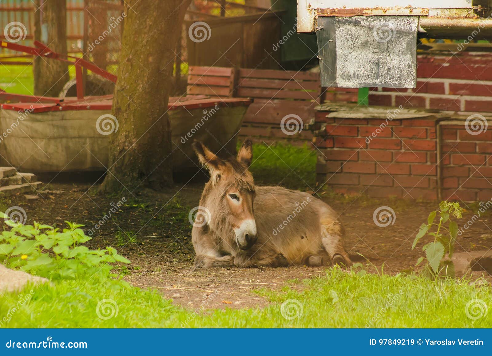Donkey sitting on the farm stock image. Image of background - 97849219