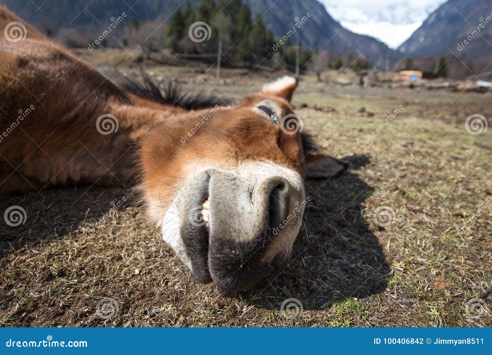 Donkey stock photo. Image of nature, closeup, enjoy - 100406842