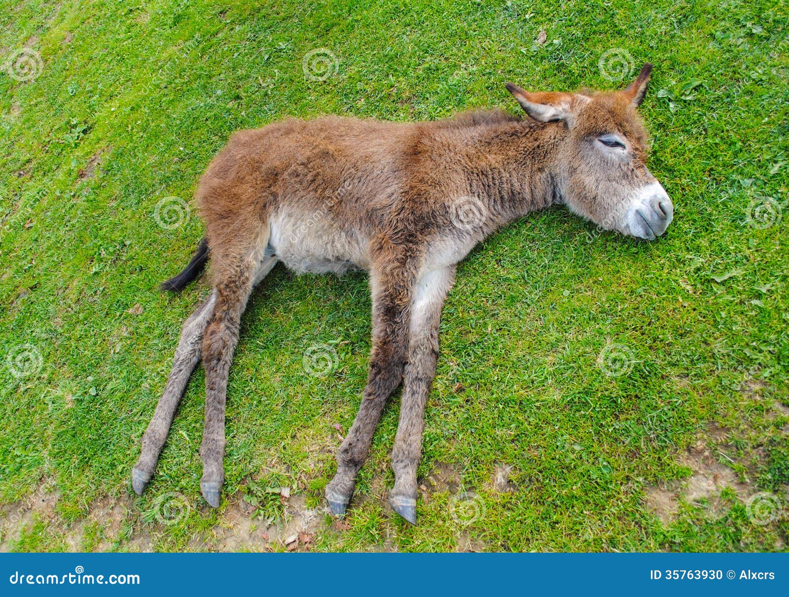 Donkey stock photo. Image of pretty, portrait, beautiful - 35763930