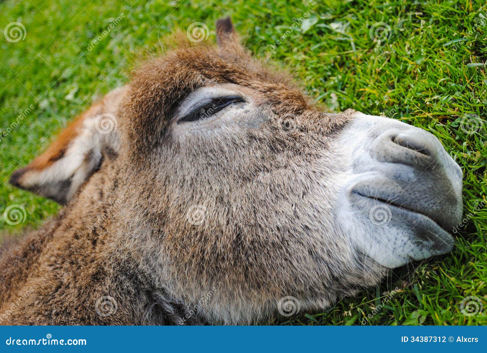 Donkey stock photo. Image of animal, black, rural, grass - 34387312