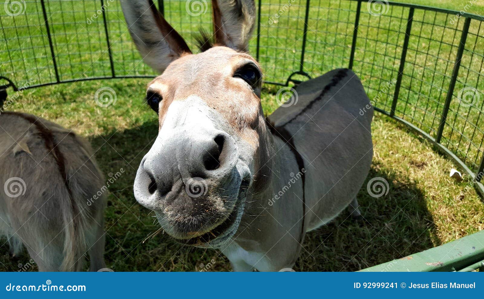 Donkey smiling stock image. Image of smiling, animals - 92999241