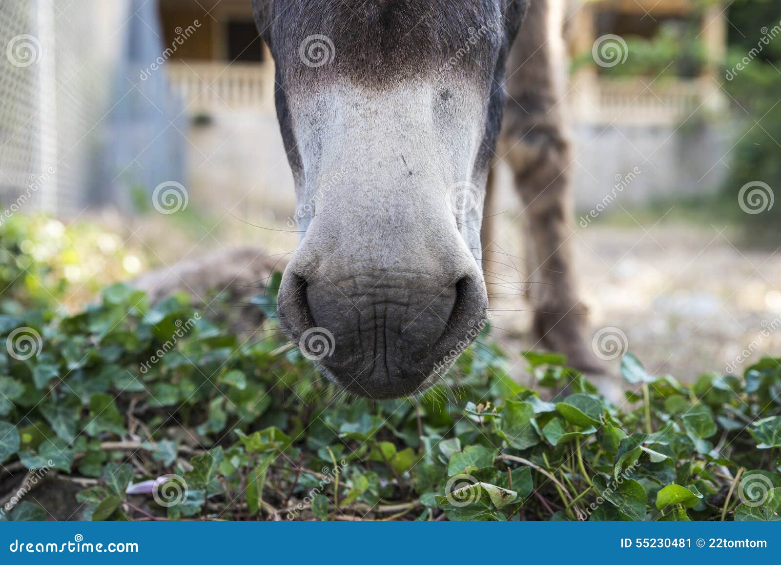 Donkey snout stock image. Image of field, animal, farm - 55230481