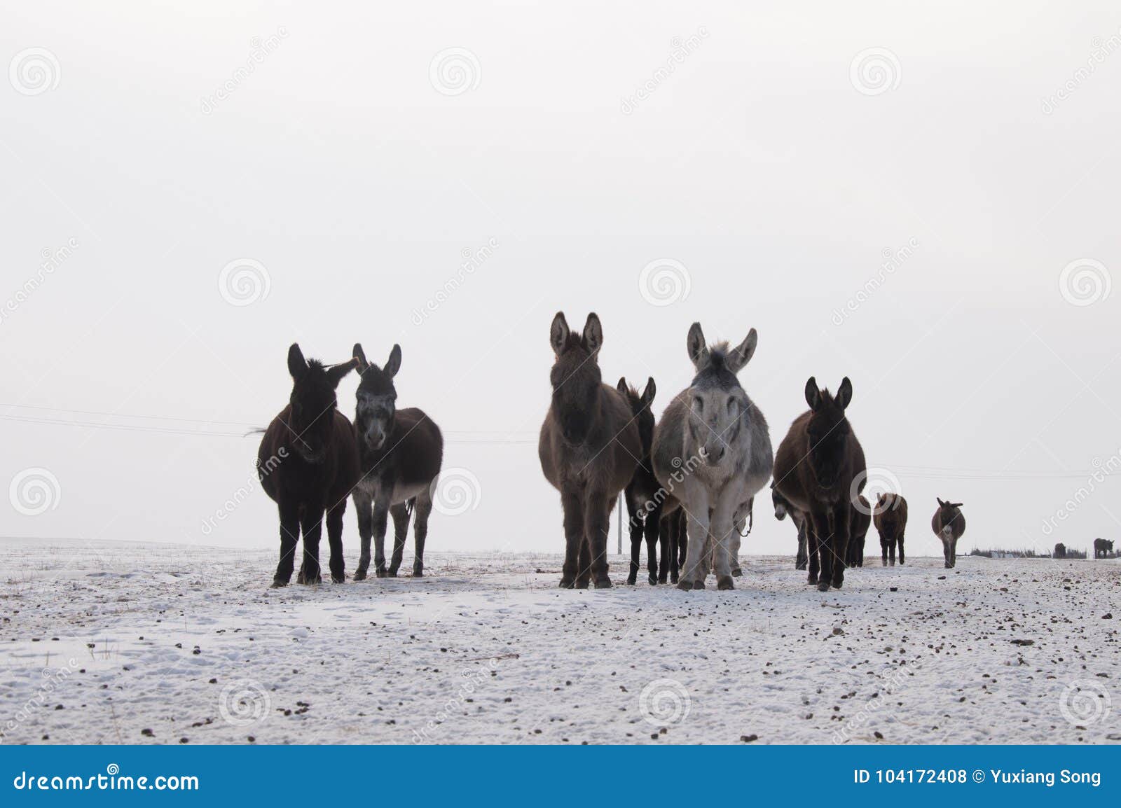 The donkey in the snow stock photo. Image of farm, grasslands - 104172408