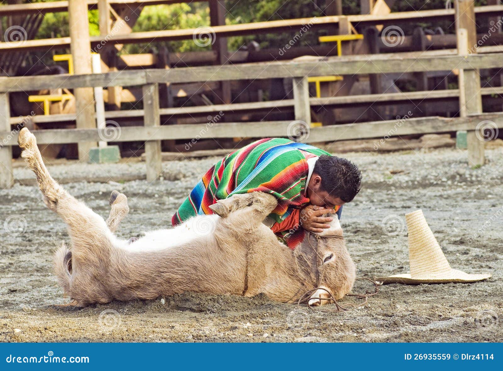 Donkey and South American Cowboy Editorial Stock Image - Image of ...