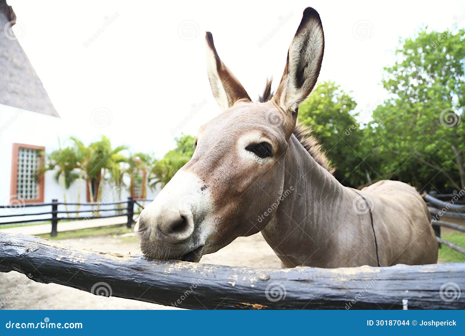 Donkey grazing stock photo. Image of rural, grass, ranch - 30187044