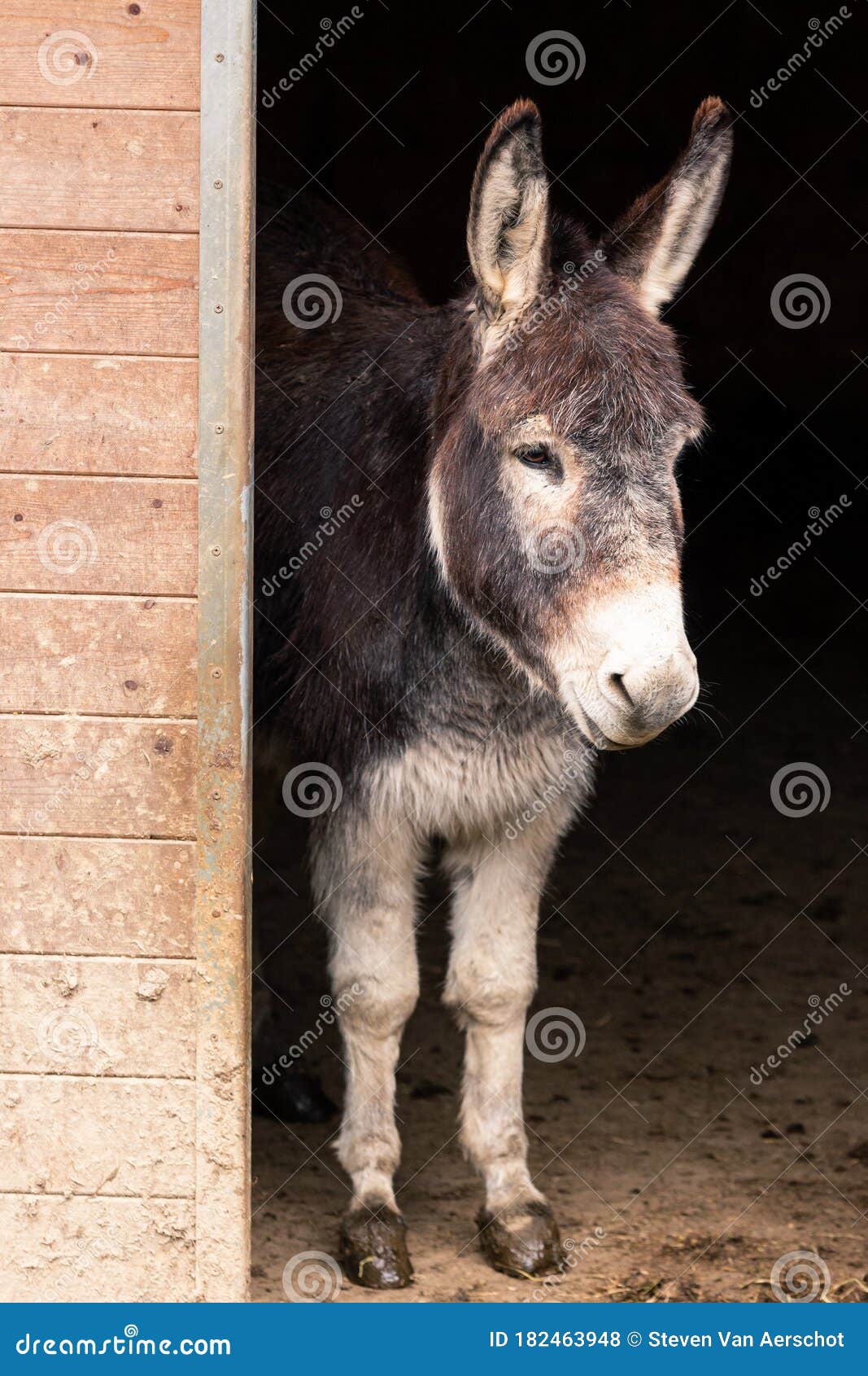 Donkey in stable stock photo. Image of brown, farming - 182463948