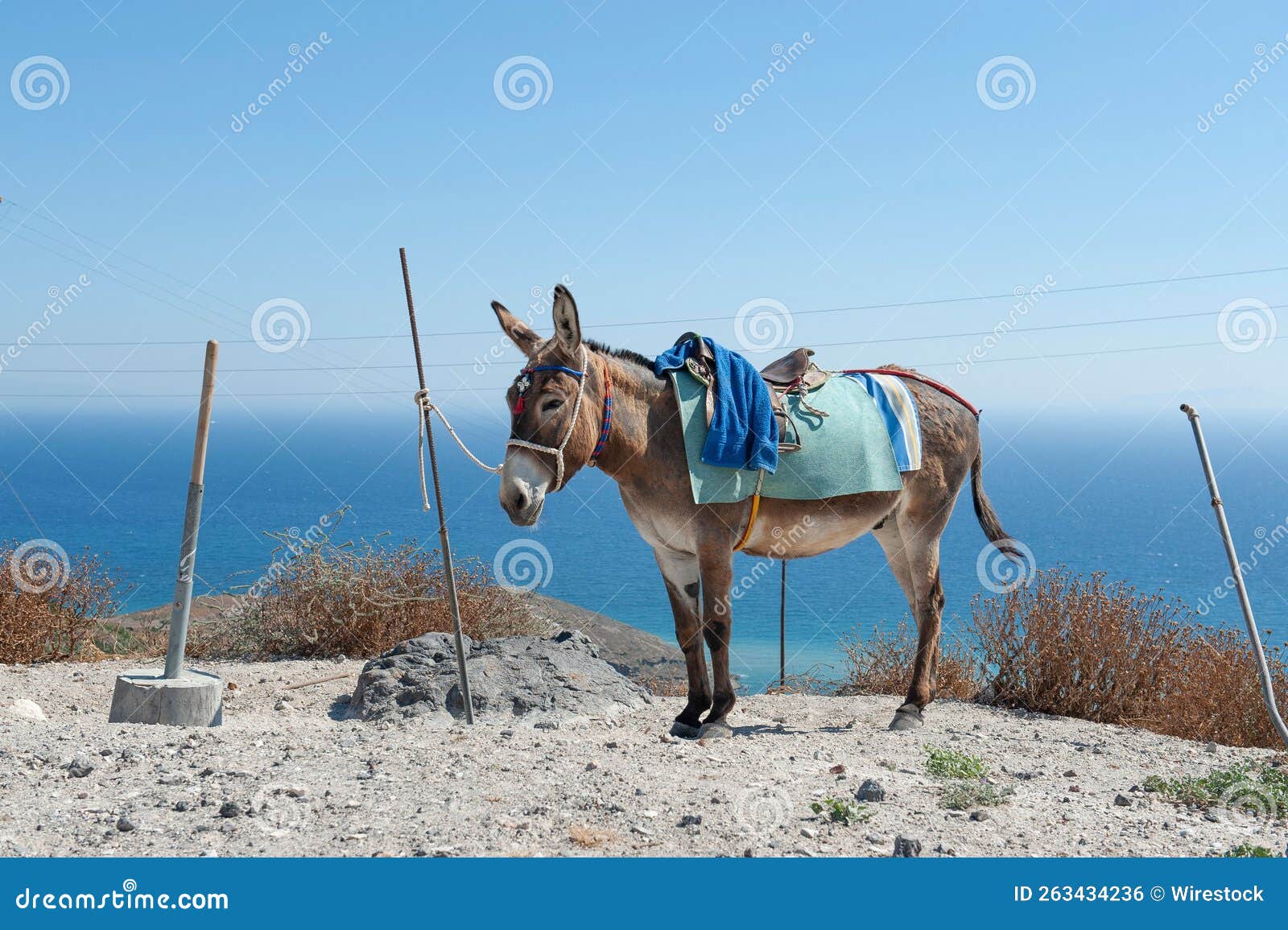 Donkey standing in beach stock photo. Image of ocean - 263434236