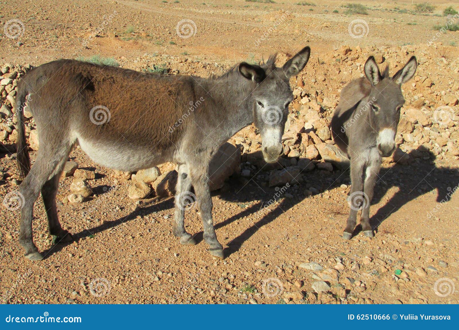 Donkey stock photo. Image of foal, donkeys, forward, face - 62510666