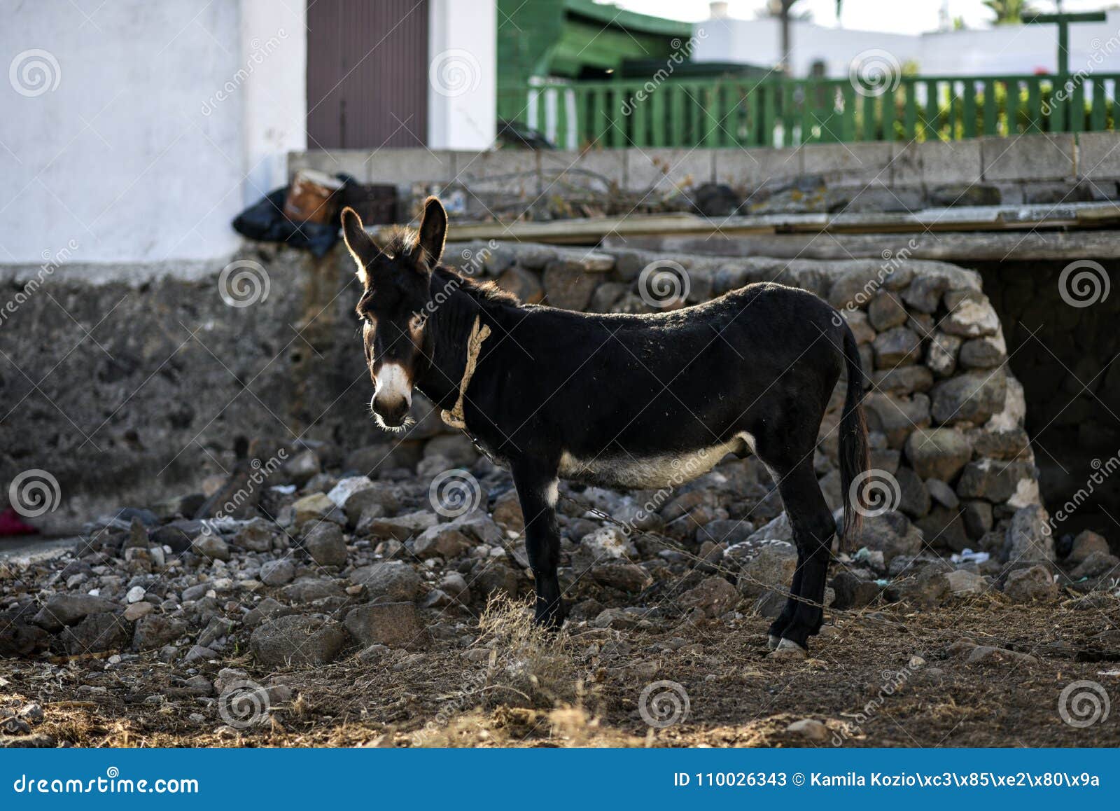 A Donkey Standing on the Farm`s Barn. Stock Image - Image of meadow ...