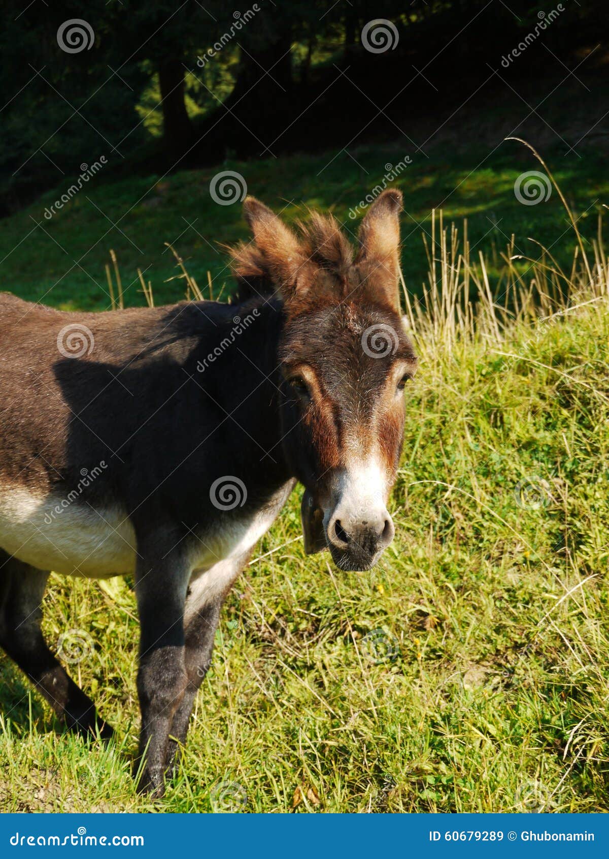 Donkey stock image. Image of brown, field, closeup, mammal - 60679289