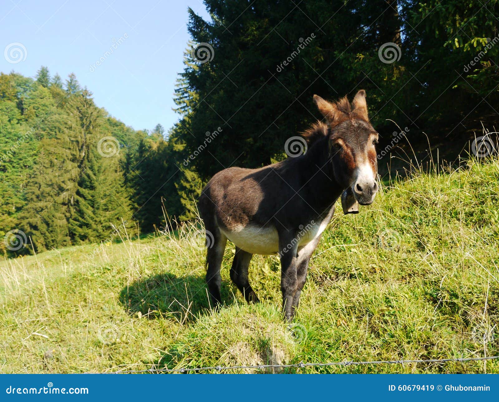 Donkey stock image. Image of furry, evening, domestic - 60679419