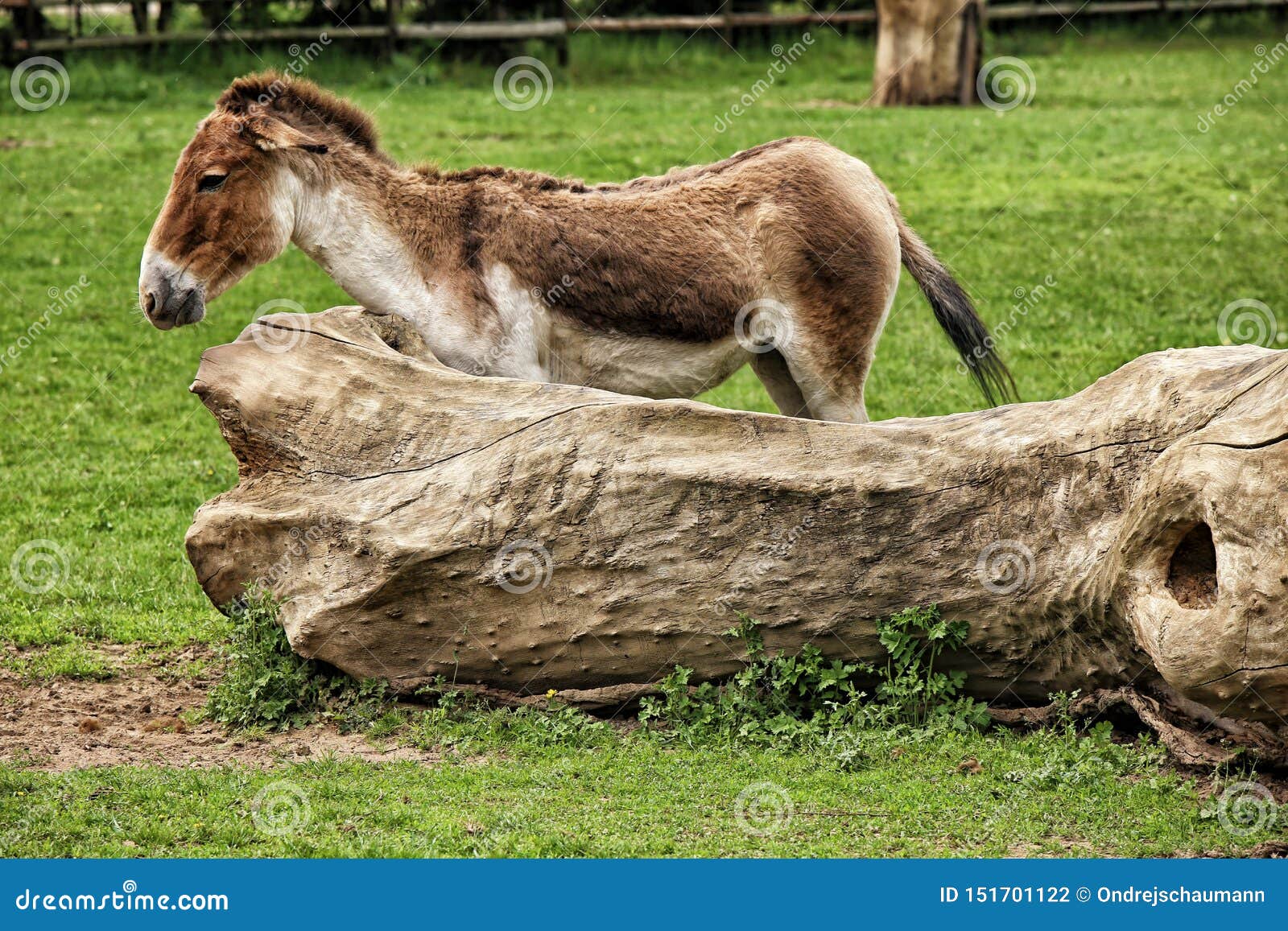 Donkey Standing on the Grass by the Tree Trunk Stock Photo - Image of ...