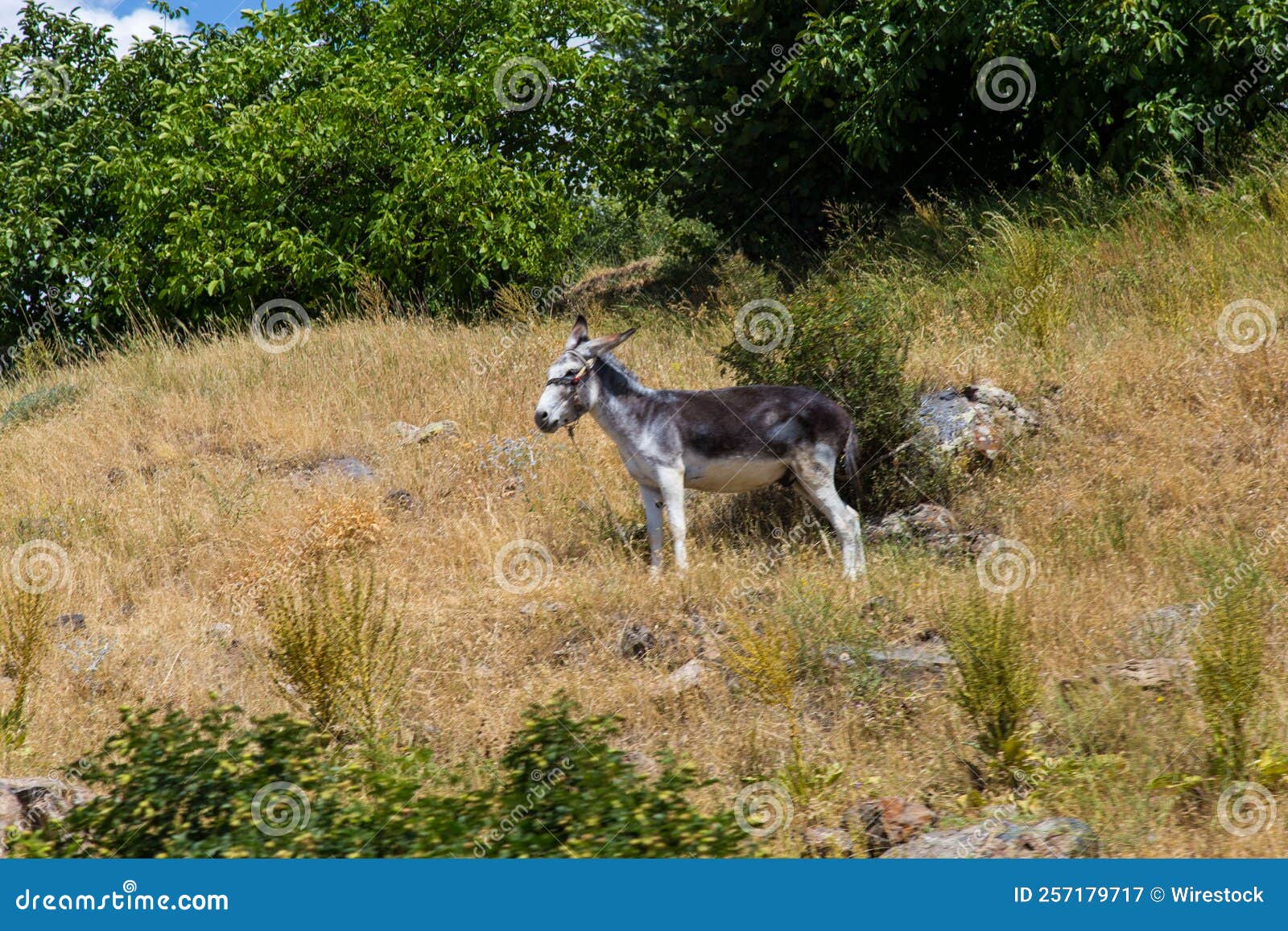 Donkey Standing in Greenery Field Surrounded by Trees Stock Image ...