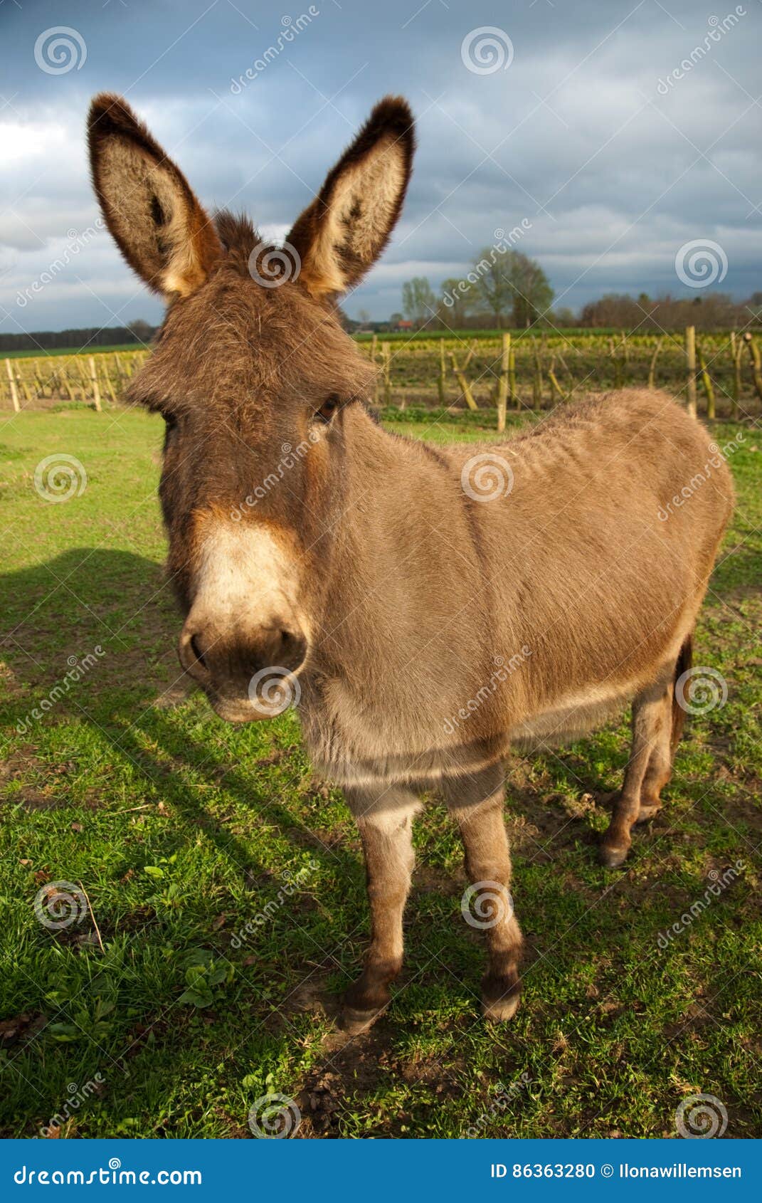 Donkey standing in the sun stock photo. Image of adult - 86363280