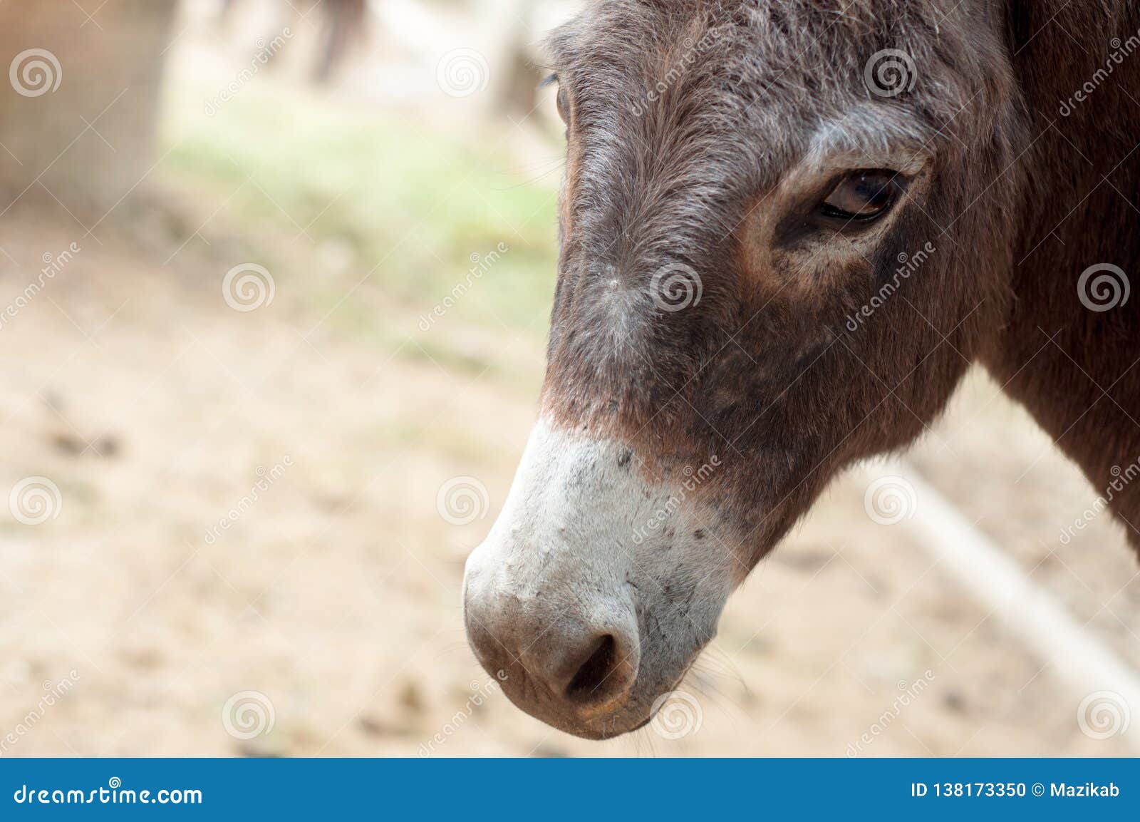 Donkey eye stock photo. Image of portrait, close, donkey - 138173350