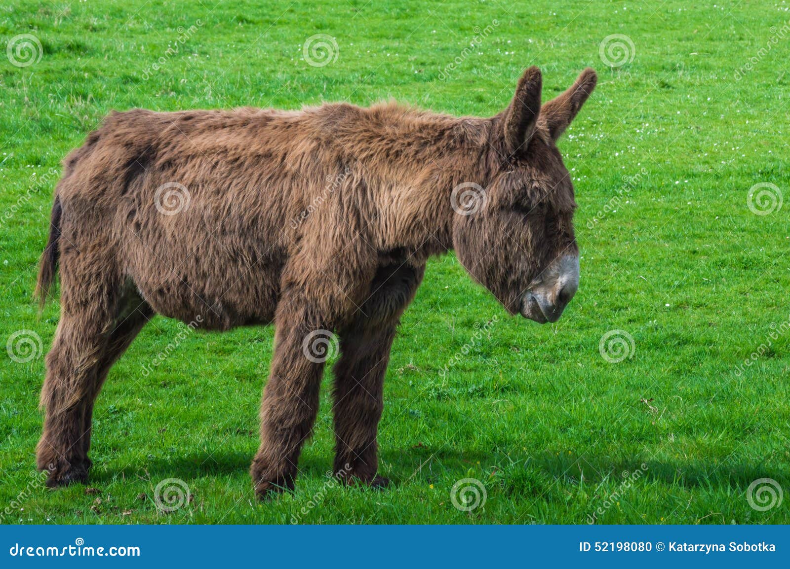 Donkey Staring at the Grass Stock Photo - Image of grass, front: 52198080