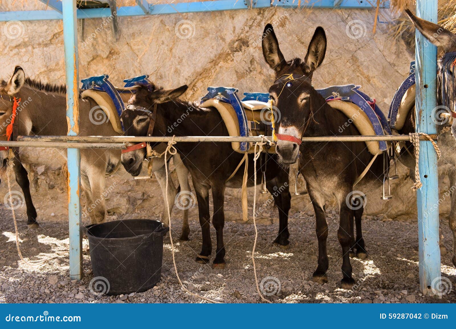 Donkey stock photo. Image of stay, donkey, outdoor, culture - 59287042