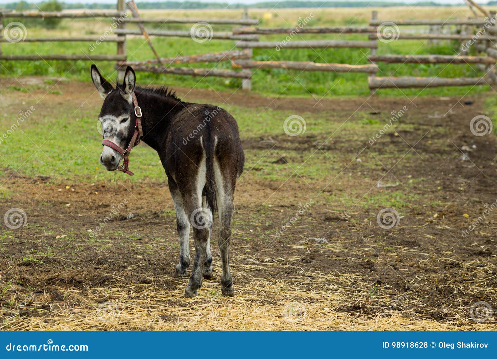 Donkey Grazes on a Summer Day Stock Photo - Image of fatigue, farm ...