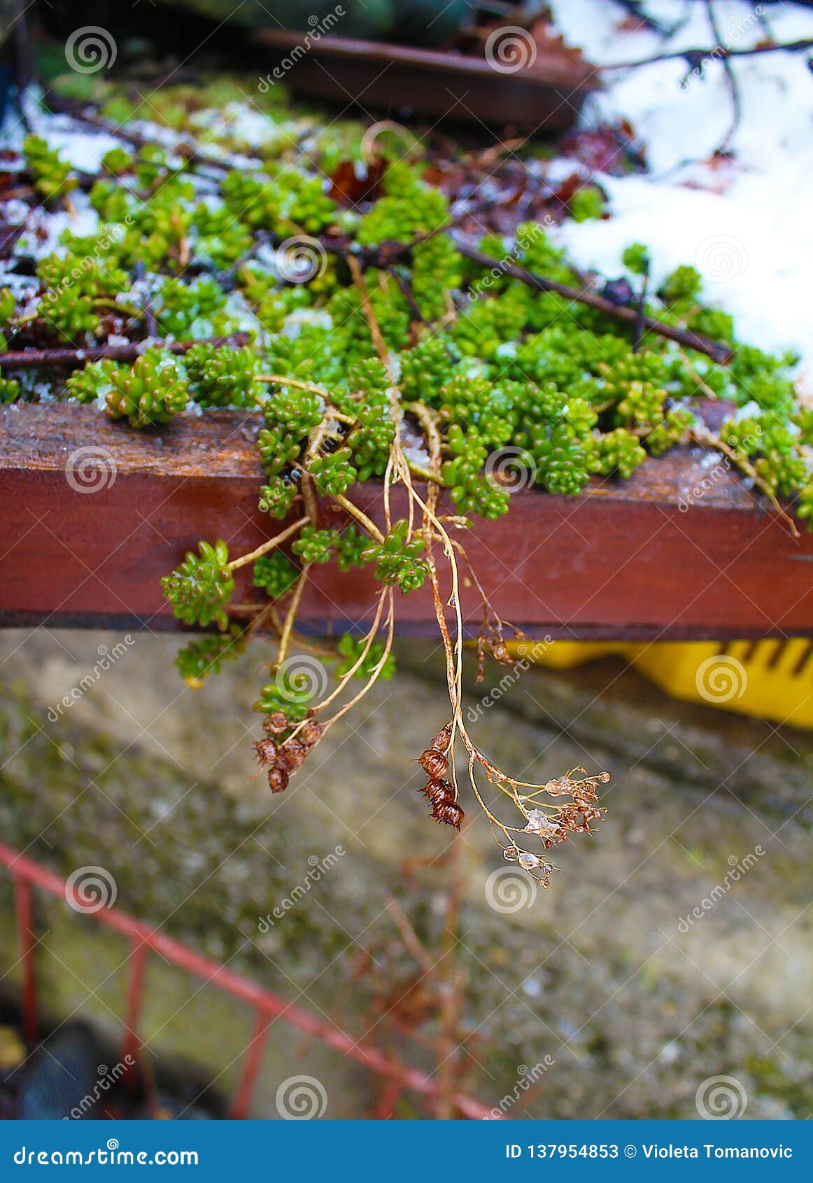 Donkey in stone yard stock image. Image of apple, mesh - 137954853