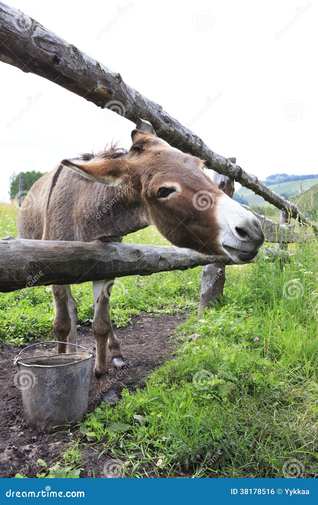 Donkey in the Summer Aviary. Stock Photo - Image of mammals, beautiful ...